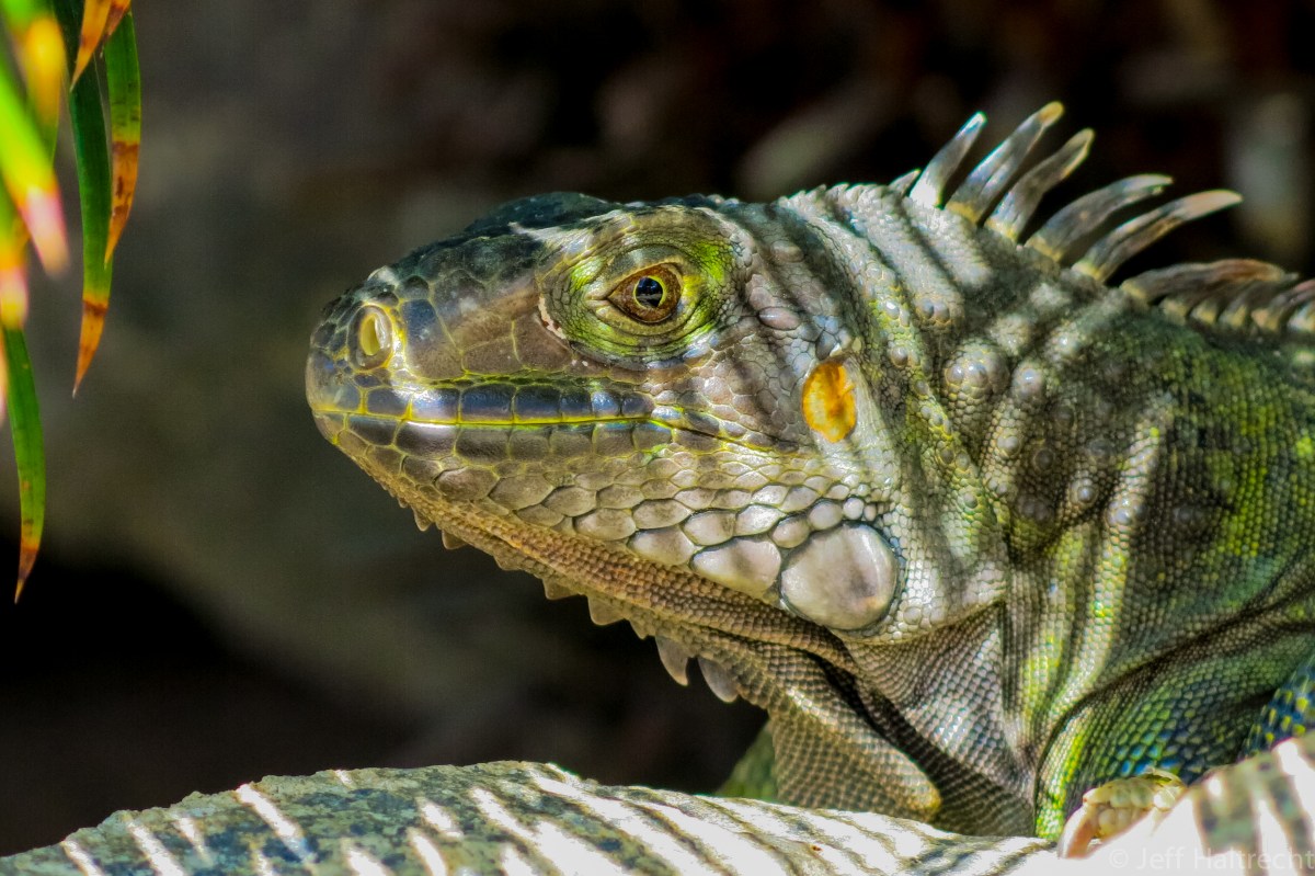 An iguana hiding in the shadows by the pool | life art images