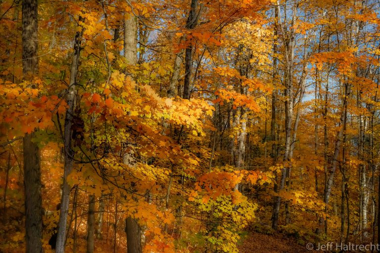 Bright and still forest of Canada | life art images